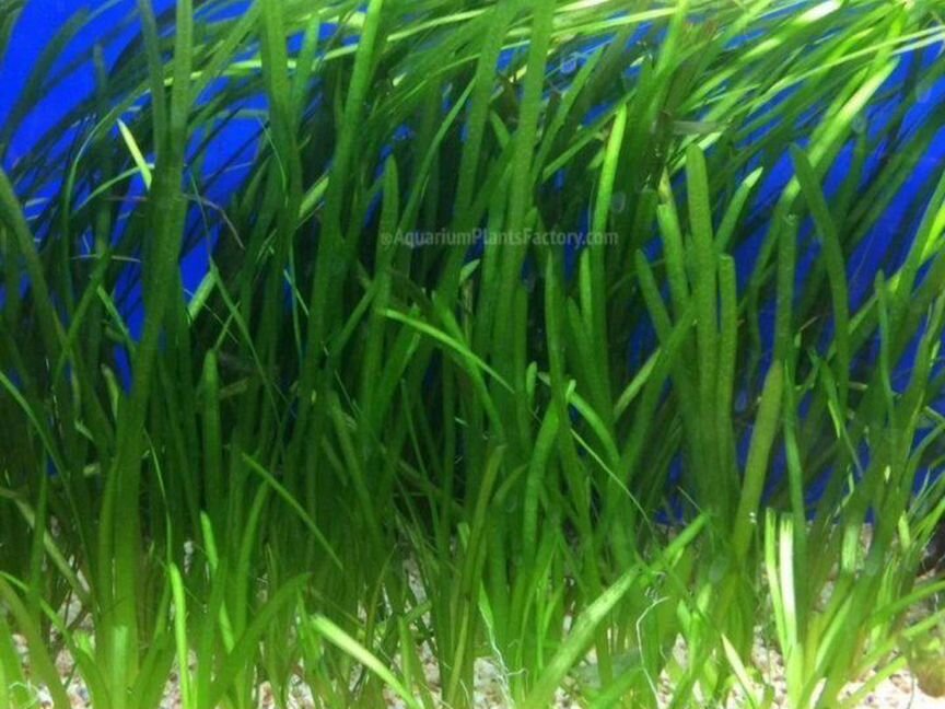 Растения для аквариума Валлиснерия Криптокар