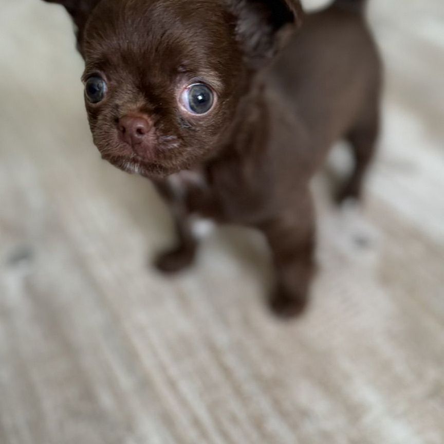 Щенки чихуахуа мини