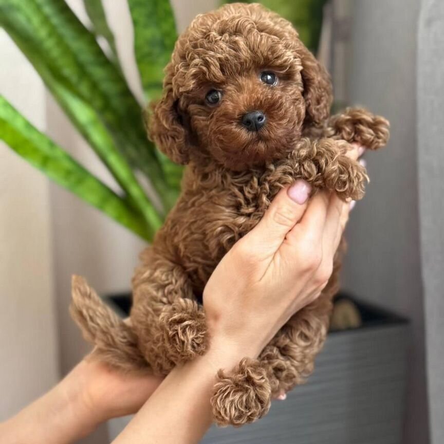 Той-пудель, щенок