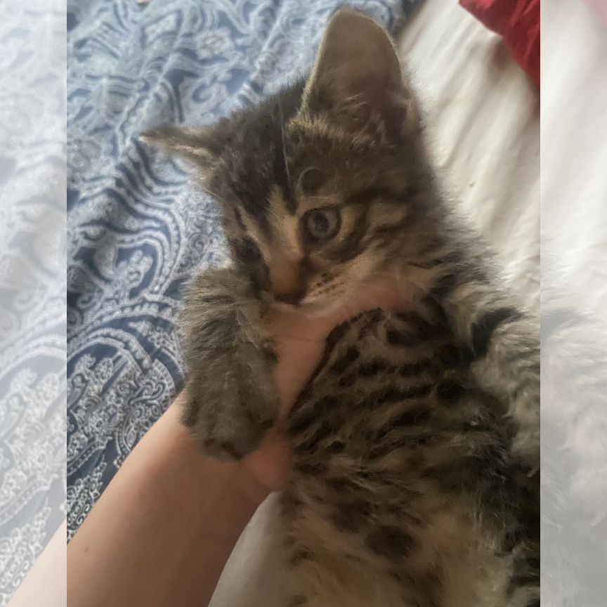 Котенок