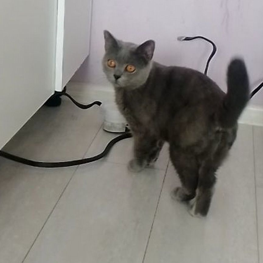 Британские котята