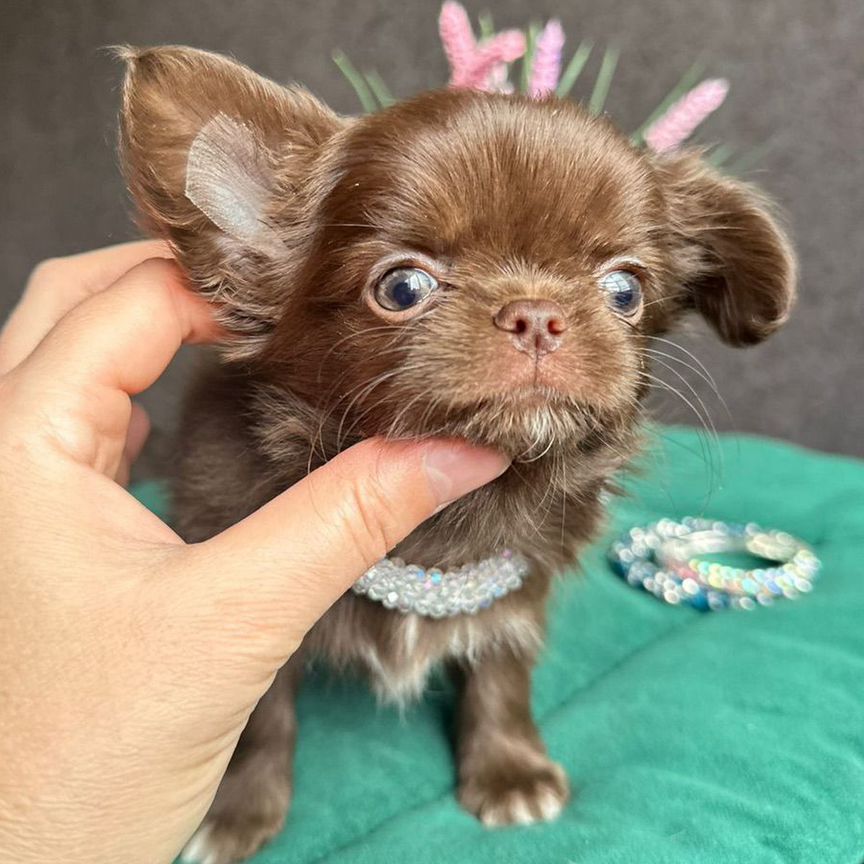 Чихуахуа, щенок