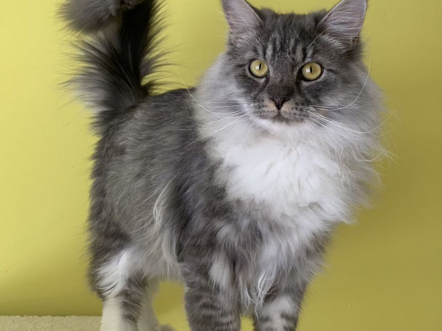 Котёнок Сибирский