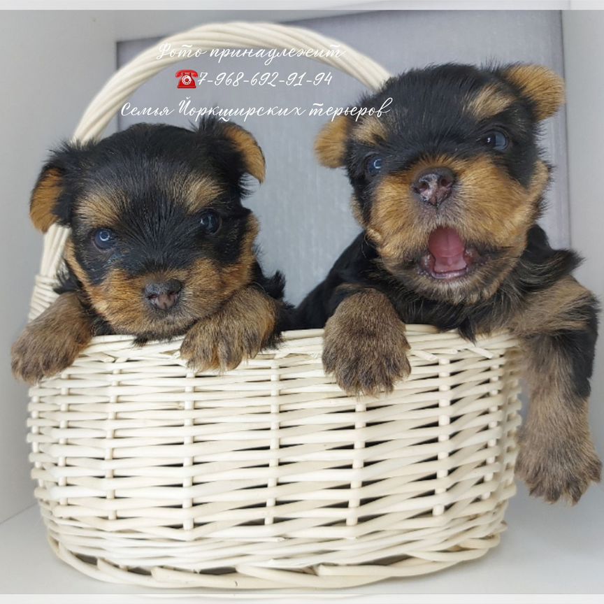Йоркширский терьер, щенок