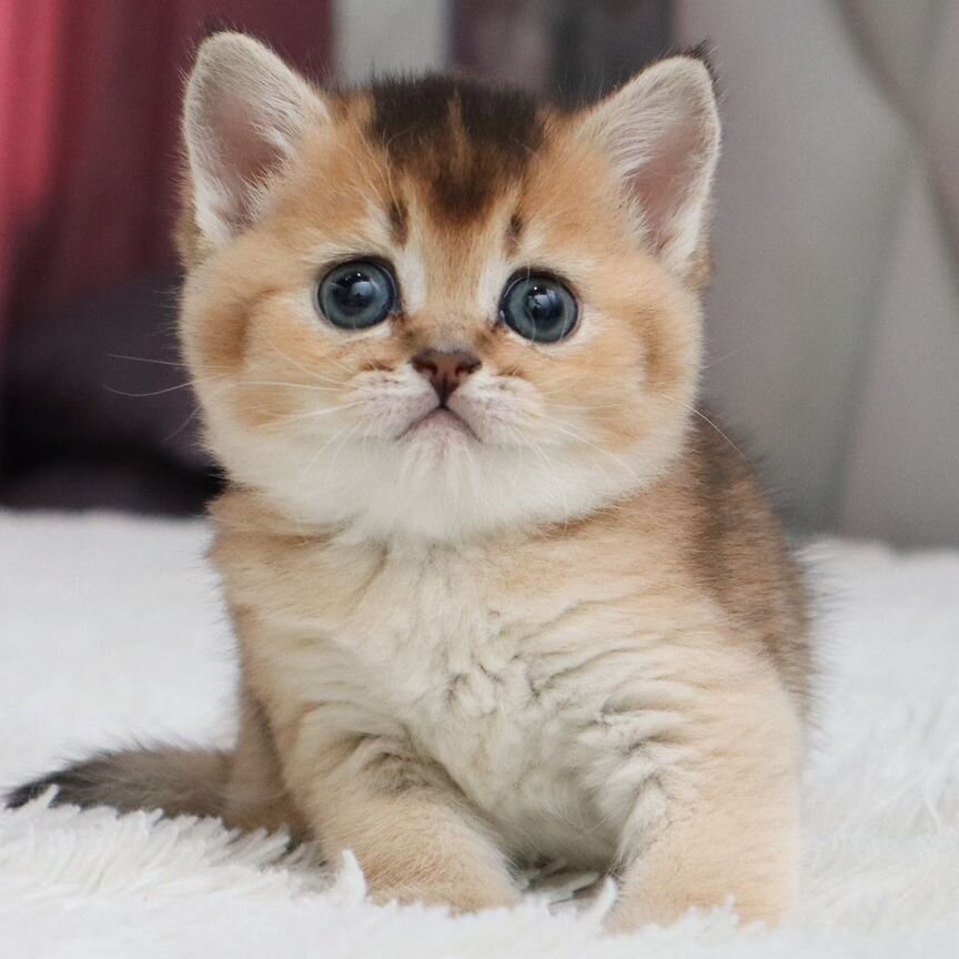 Шотландский прямоухий короткошёрстный котёнок