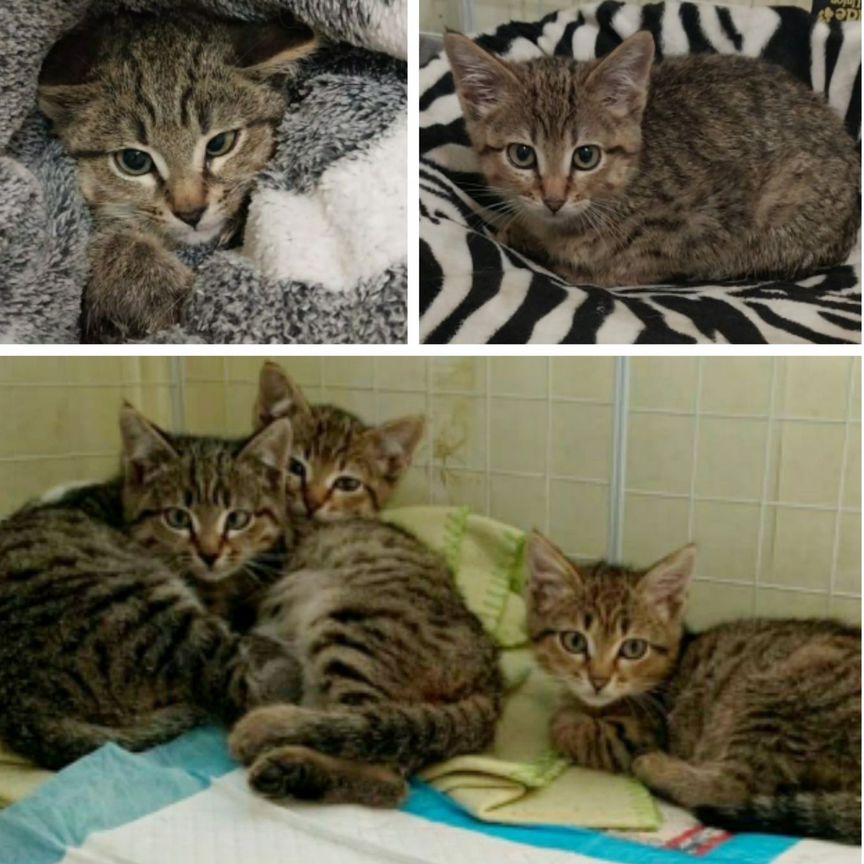 Котёнок в добрые руки