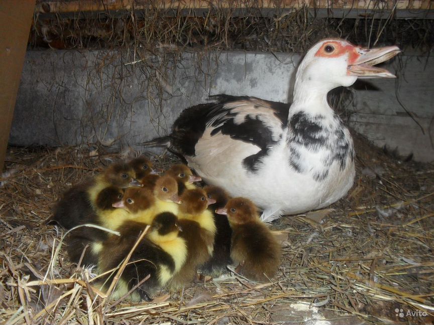 Продажа домашней птицы