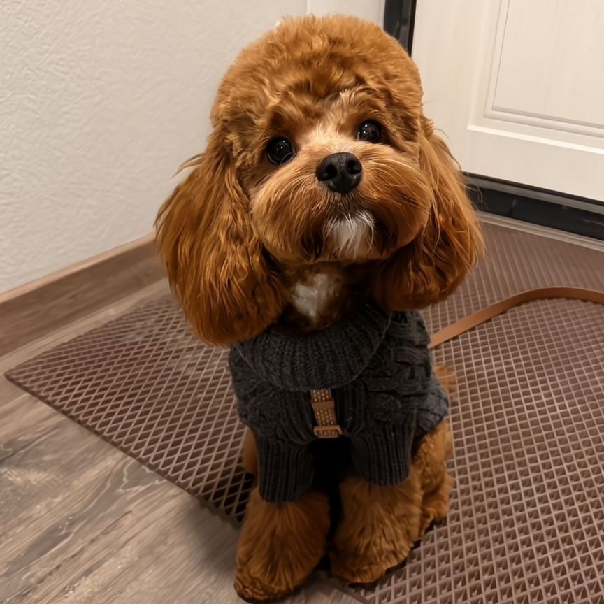 Кавапу, щенок