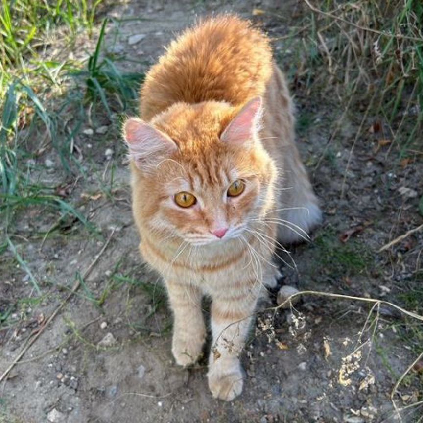 Кот красавчик к деньгам в доме