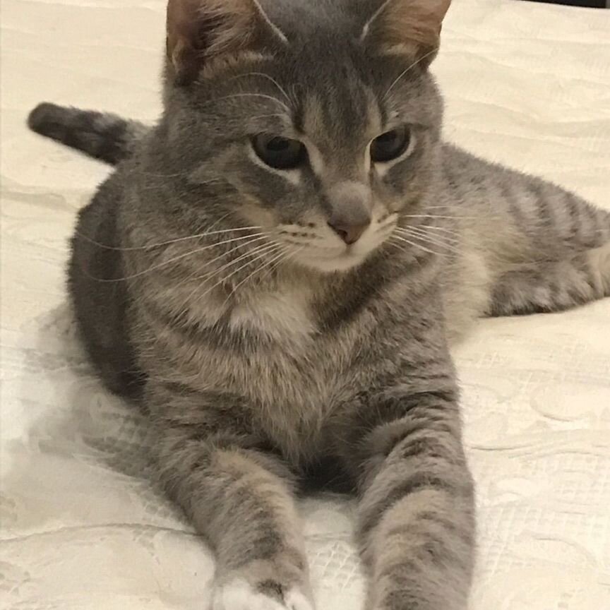 Кот, в добрые руки