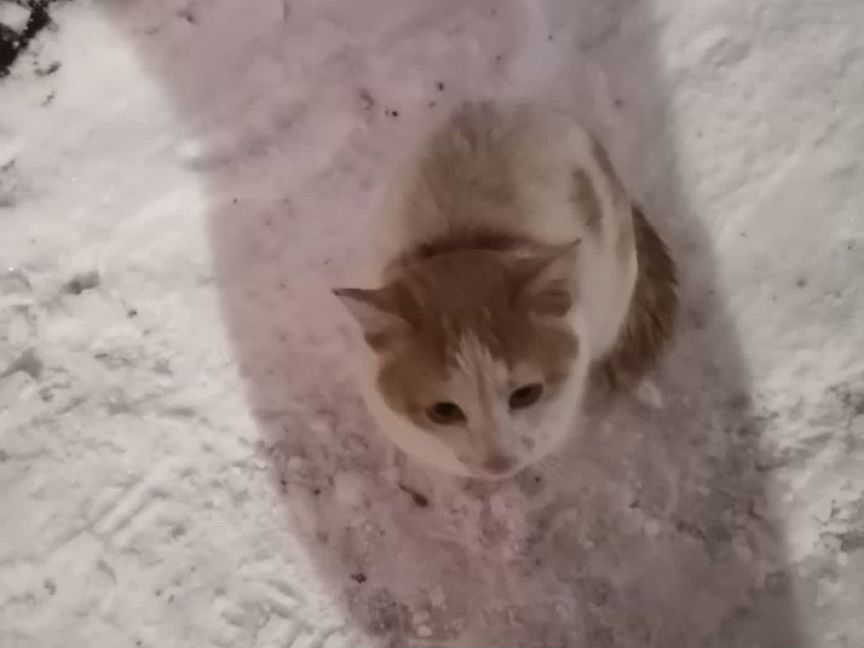 Кошка
