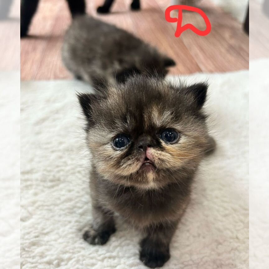 Экзотическая котята