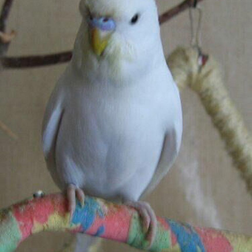 Попугай получех