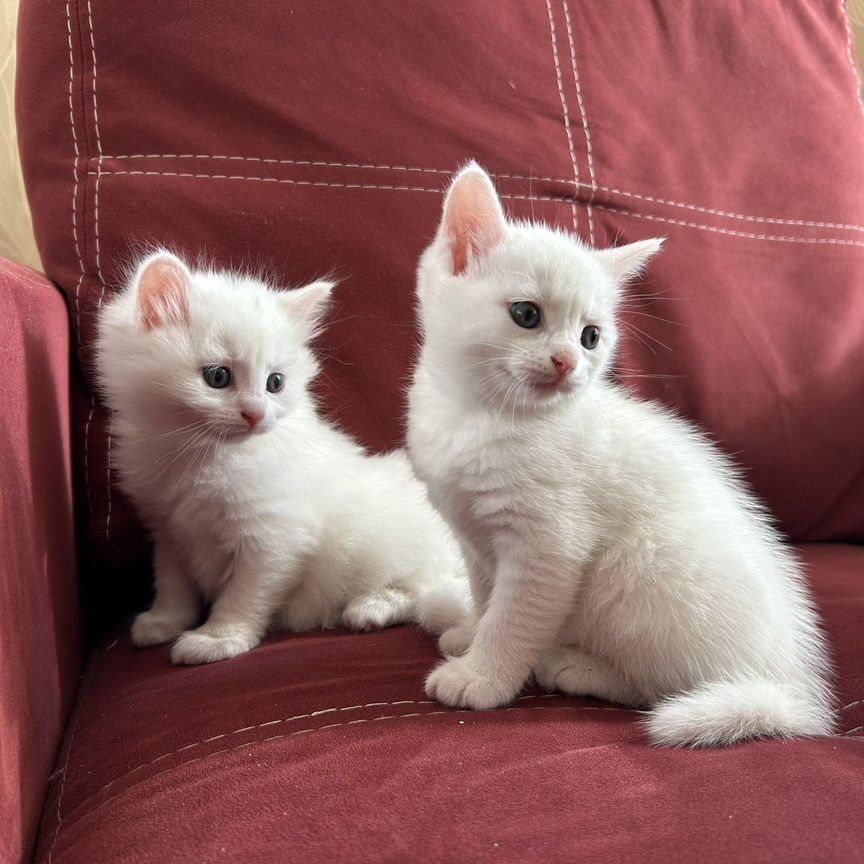 Котята в добрые руки 1.5 месяц