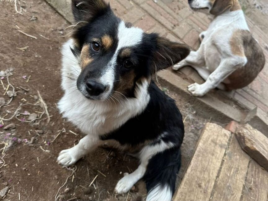 Собака девочка некрупная бесплатно