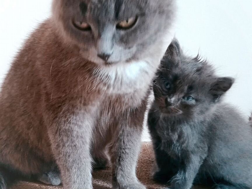 Котёнок британец