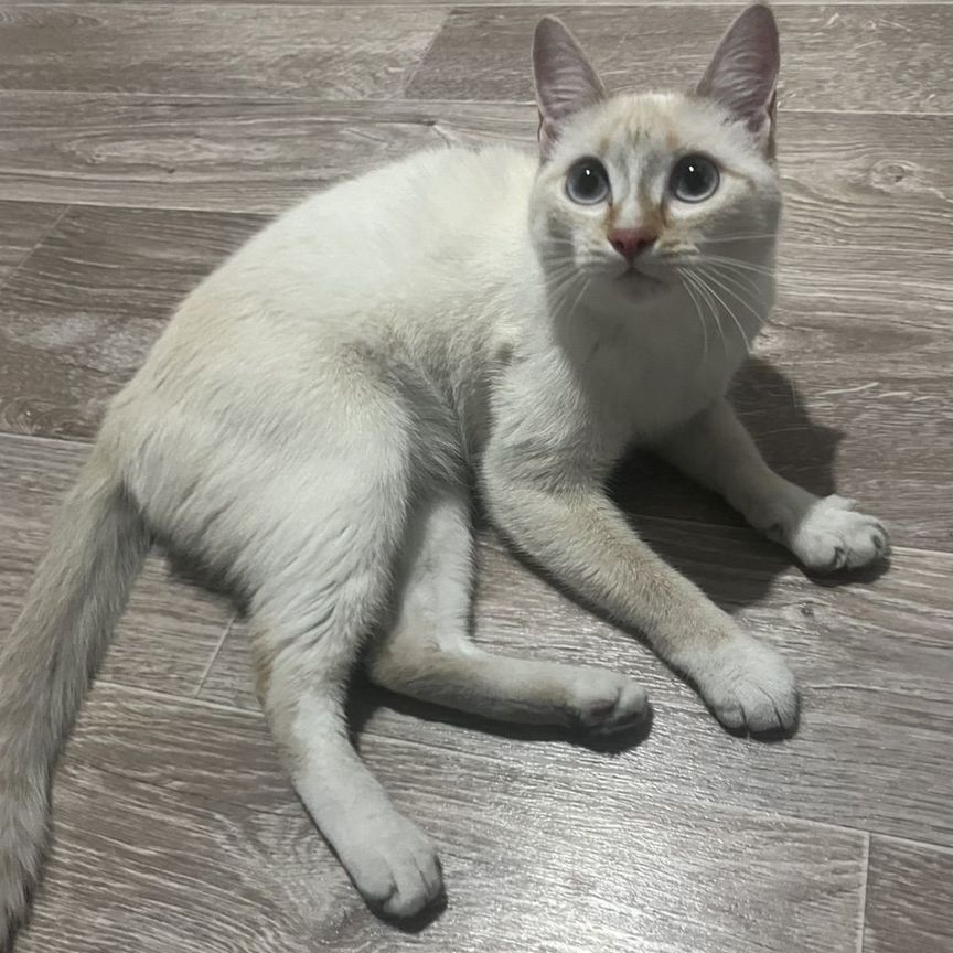 Взрослая, кошка в добрые руки