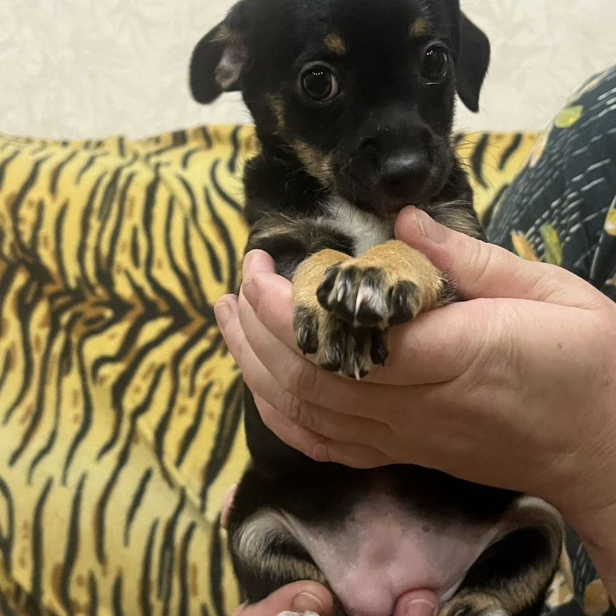 Шенята, порода той-терьер