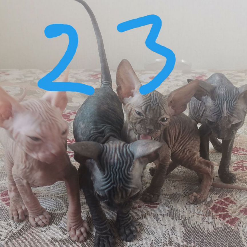 Донской сфинкс котята