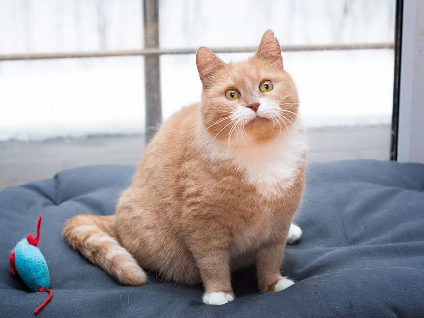 С радостью помогу выбрать питомца по душе