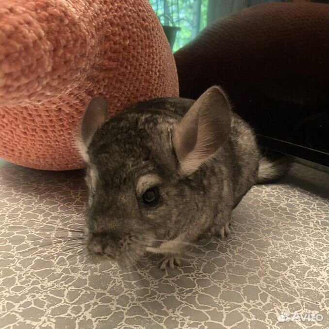 Шиншилла серый стандарт девочка 04.11.2022