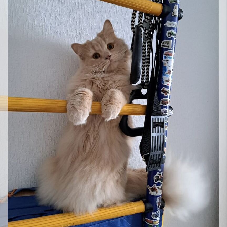 Британский длинношёрстный, взрослый кот