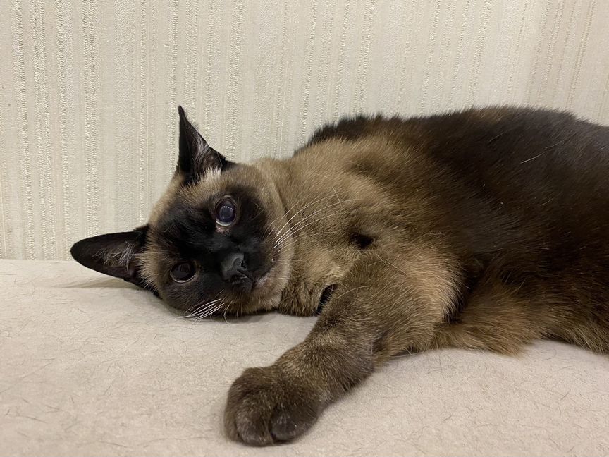 Коты сиамский, русская голубая