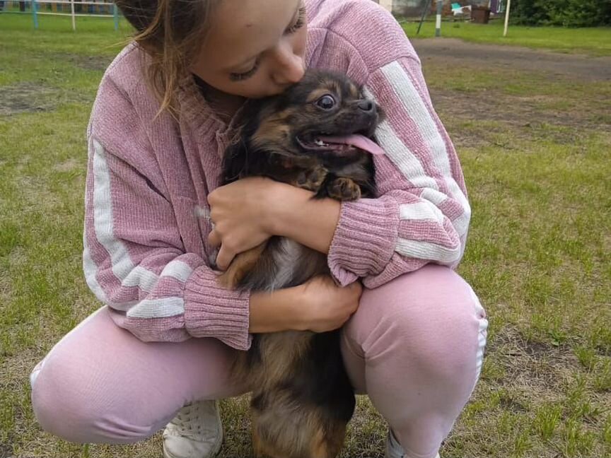 Чихуахуа кобель на вязку