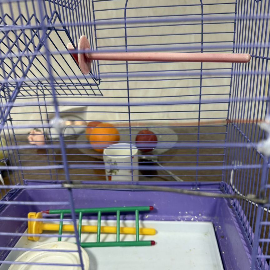 Клетка для среднего попугая