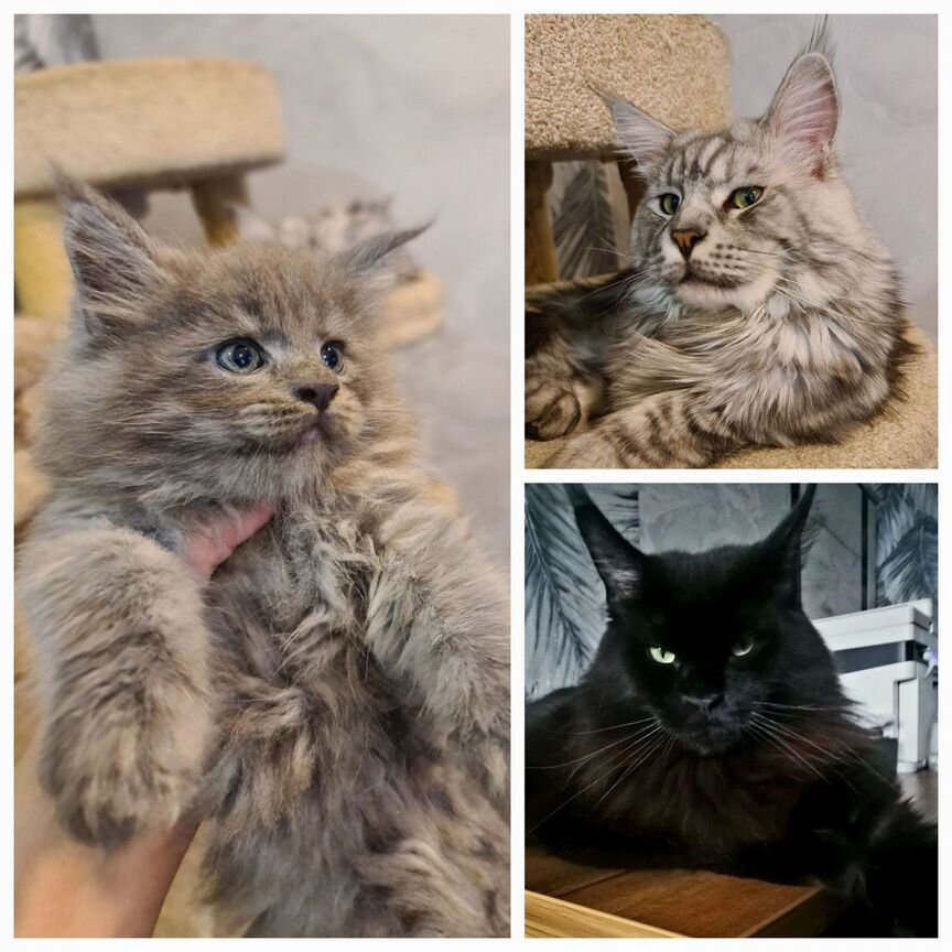 Котёнок мейн-кун мальчик