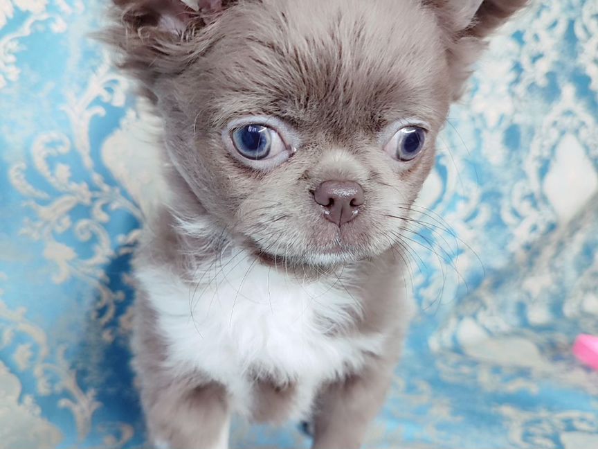 Леди Ди лиловая Жемчужина