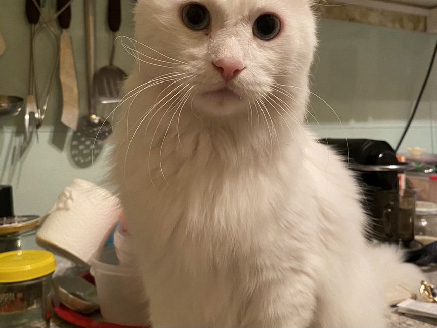 Турецкая ангора