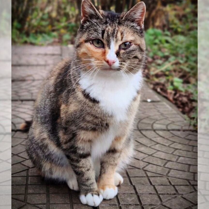 Кошечка 3 года