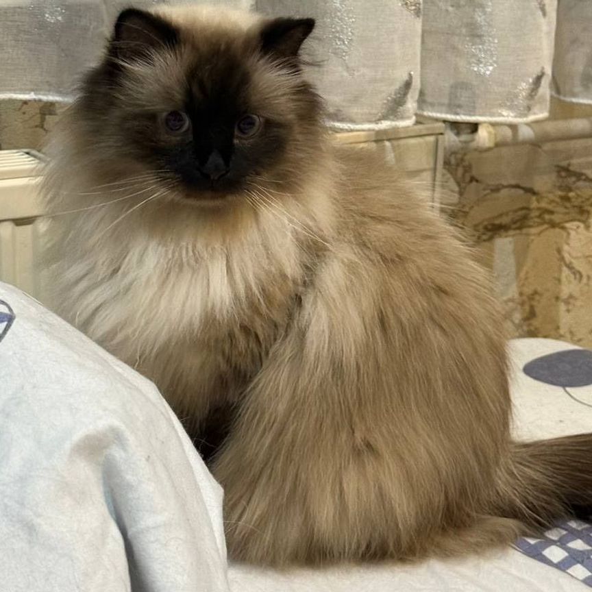 Балинезийский, взрослый кот