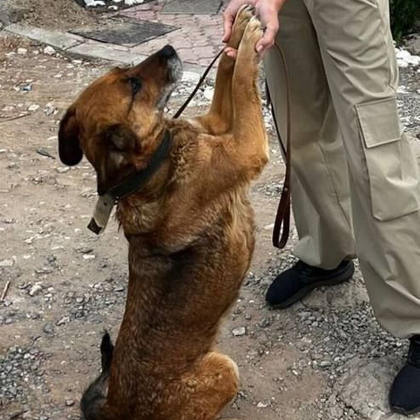 Пристраивается в добрые руки