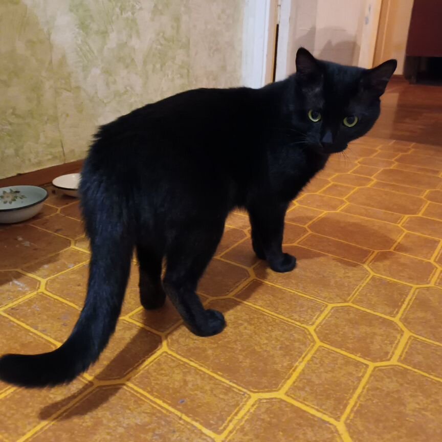 Черный кот ищет новый дом