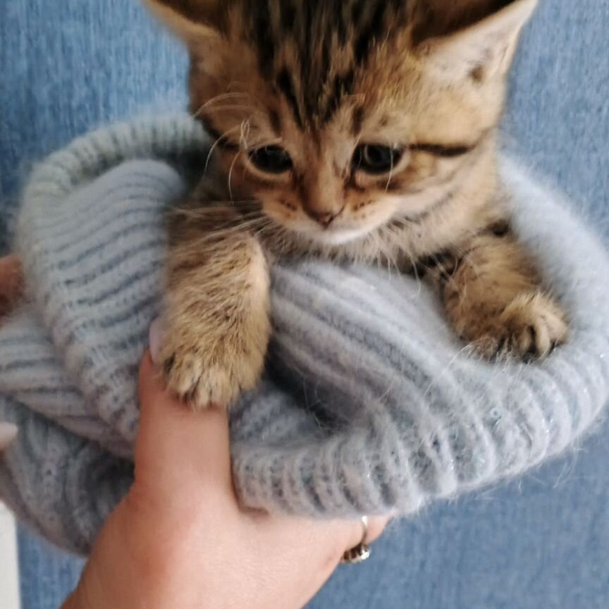 Шотландский вислоухий короткошёрстный котёнок