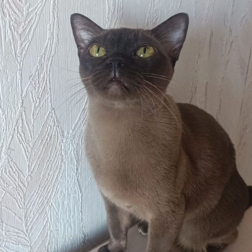 Бурманская кошечка