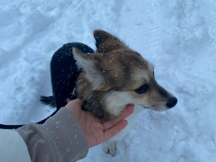 Девочка ищет новый дом