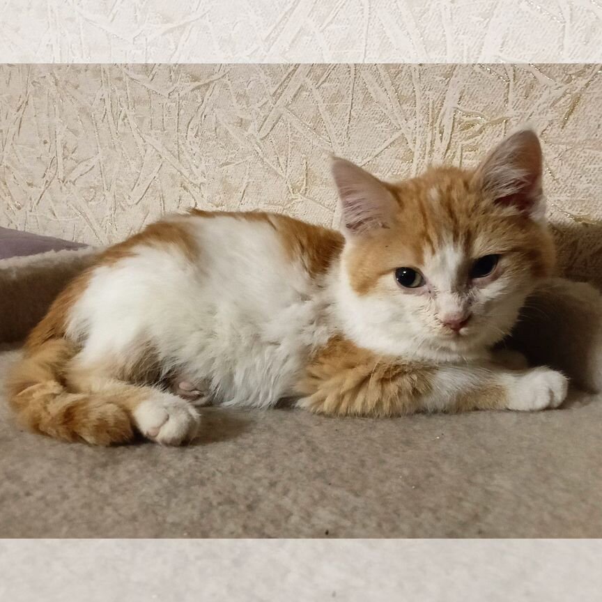 Маленький котенок еле выжил и ищет мам и пап