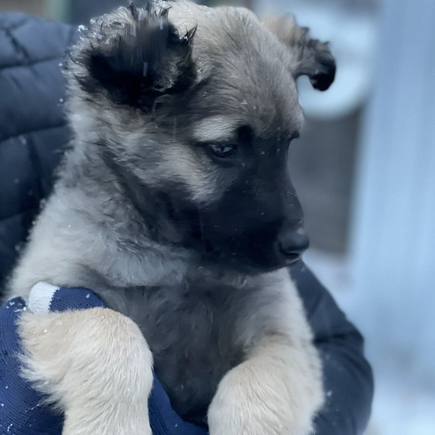 Щенок в добрые руки