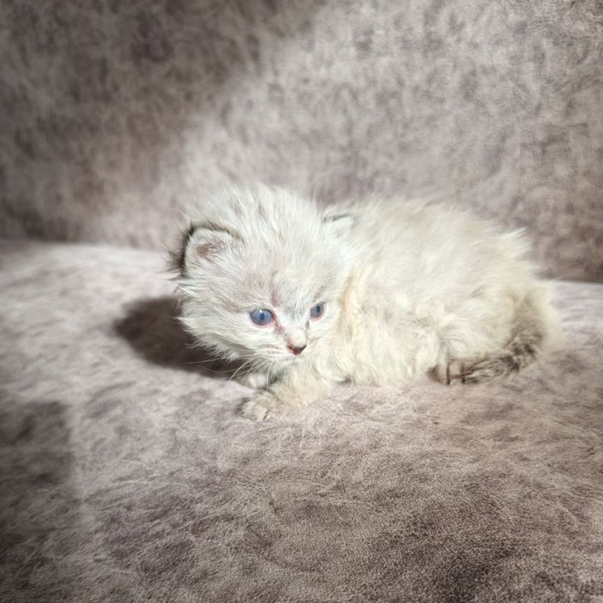 Котёнок от частного владельца