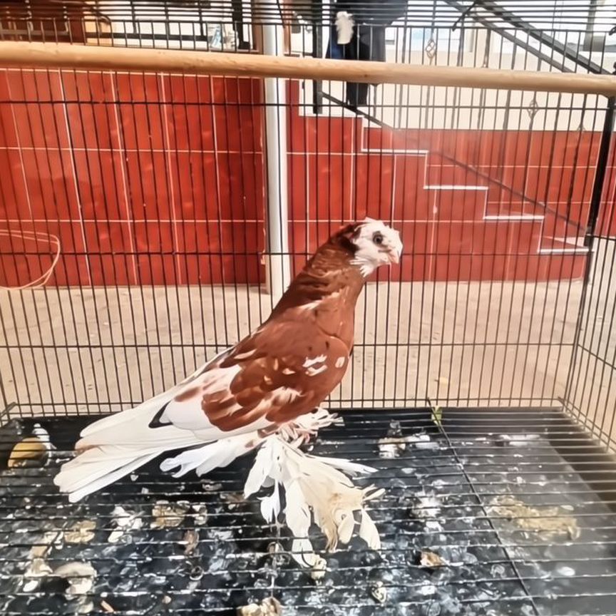 Голуби узбекские бойные