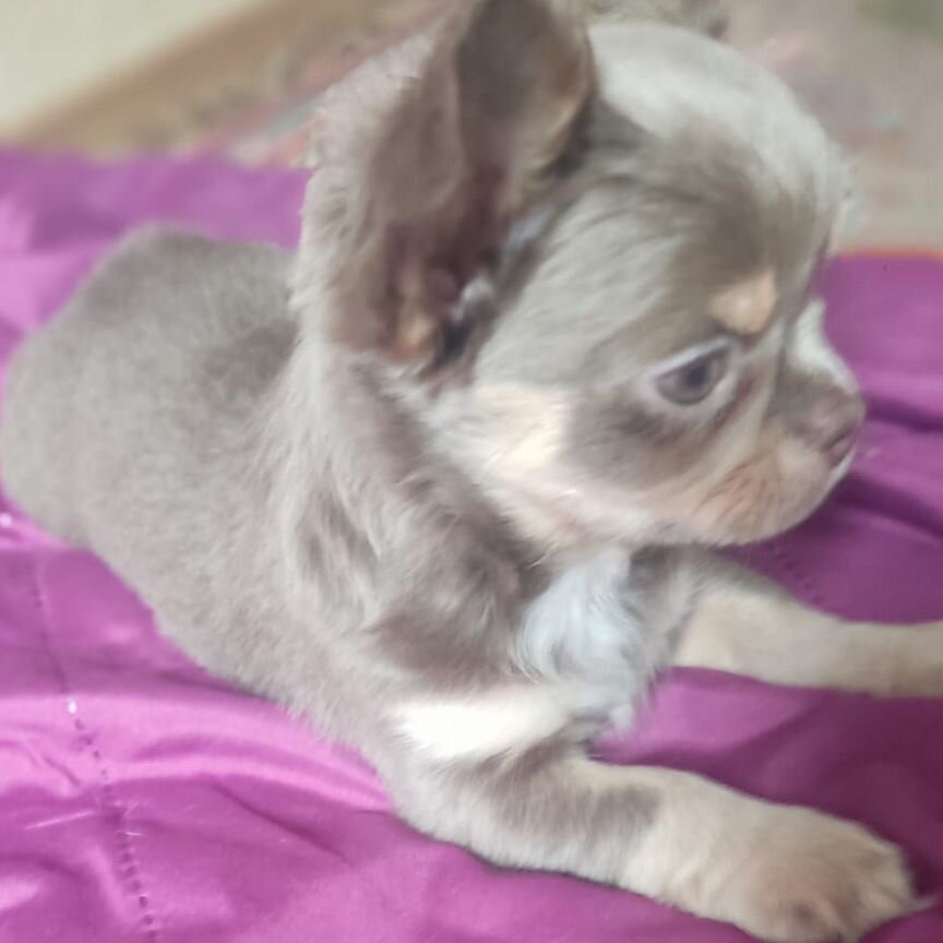 Чихуахуа, щенок