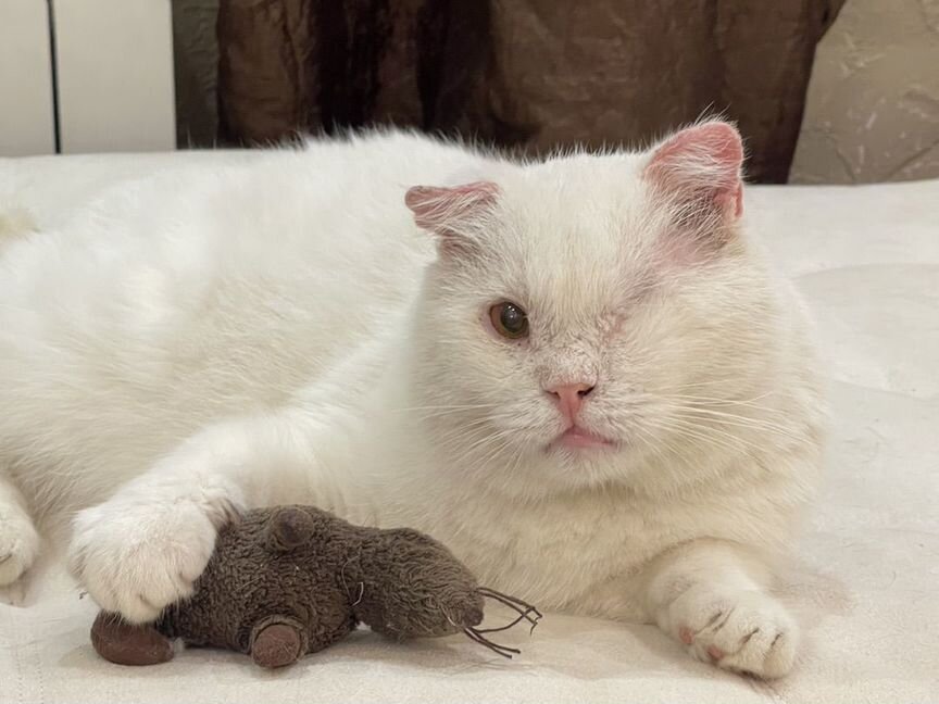 Особенный шотландец грустит в приюте