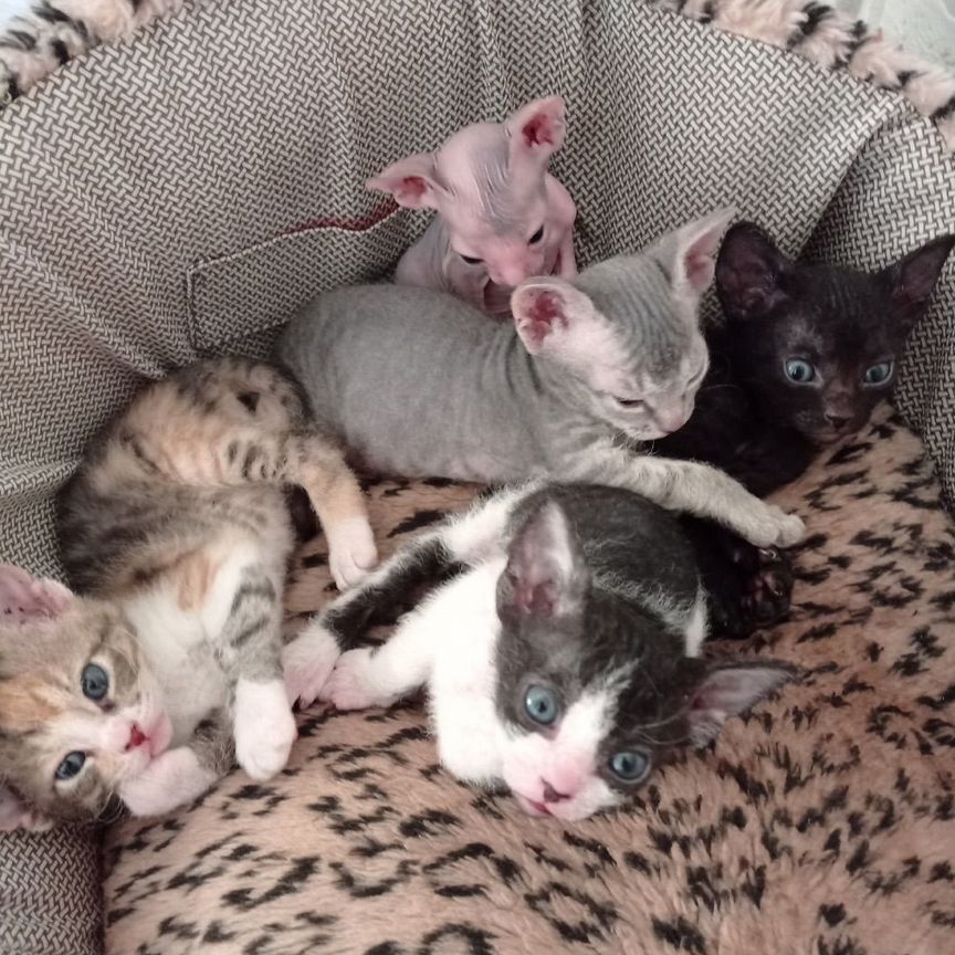 Котята сфинкс браш