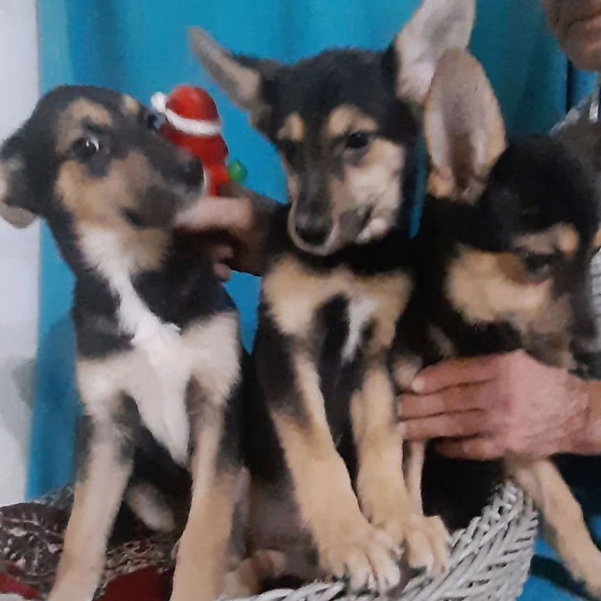 Очаровательные кутята