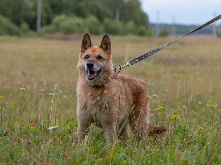 Кардан ищет доброе сердце