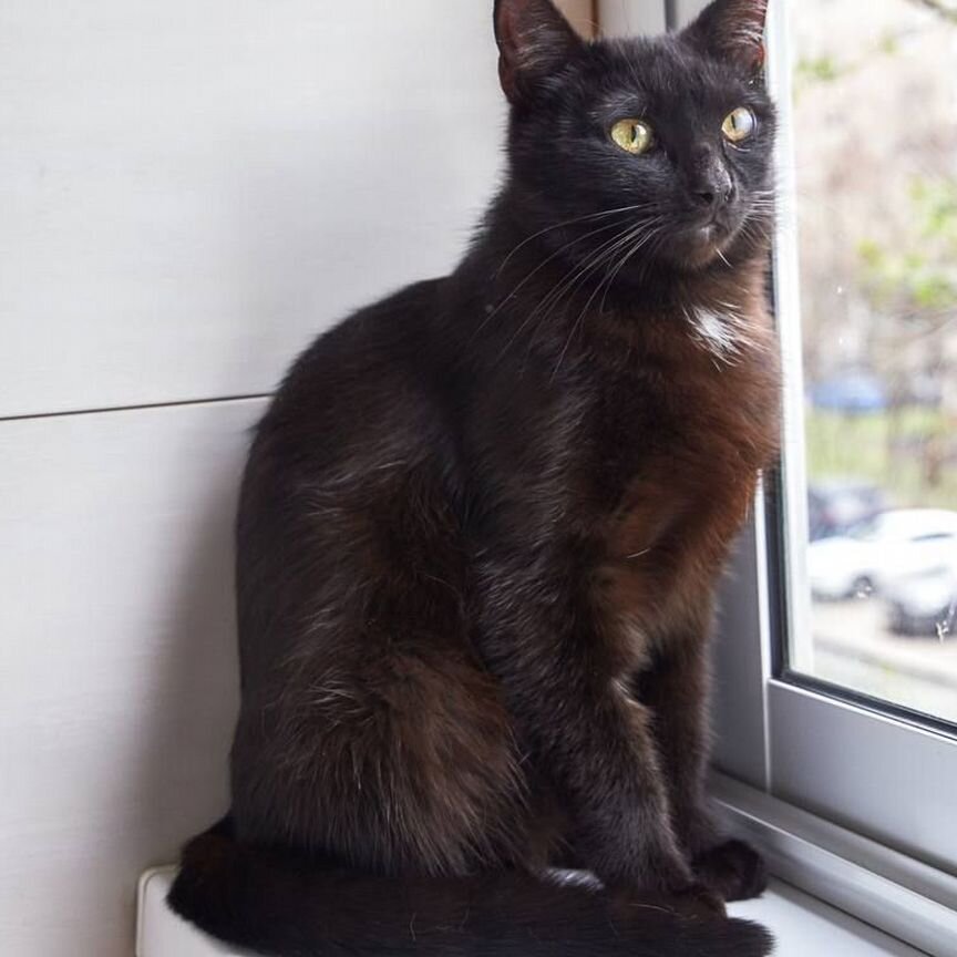 Ночка. Черная кошечка в добрые руки