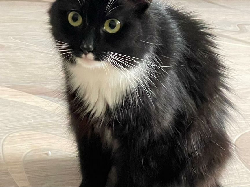 Кошка, молодая, котёнок, девочка черная